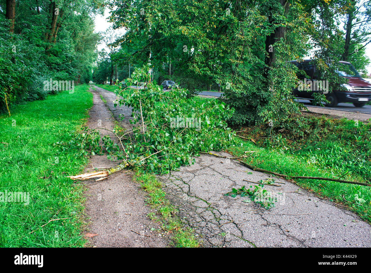 Tree down across road hi-res stock photography and images - Alamy