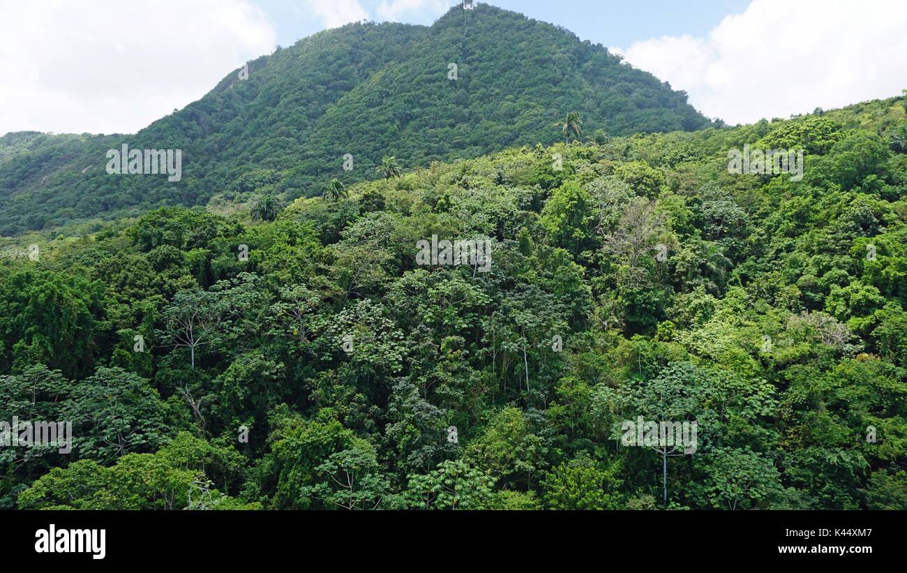 amazing green tropical jungle on the pico isabel del torres mointain ...