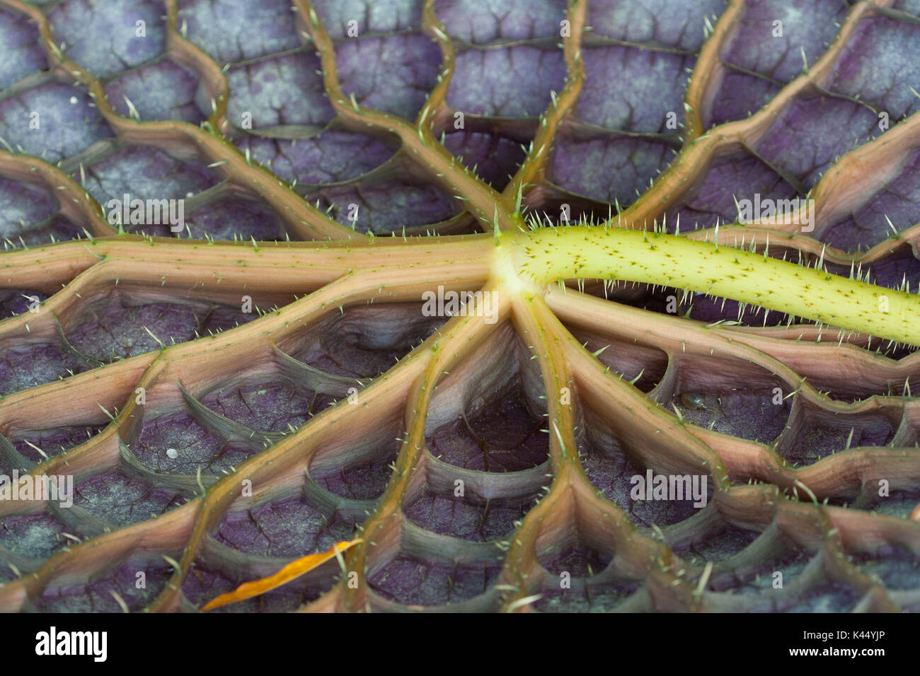 giant Water lily leaf underside Stock Photo - Alamy