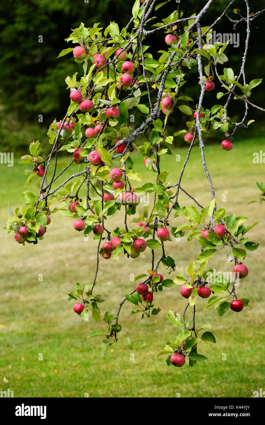 Branch of appletree hi-res stock photography and images - Alamy