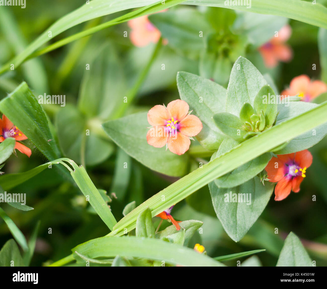 small beautiful growing red Scarlet pimpernel on floor Anagallis ...