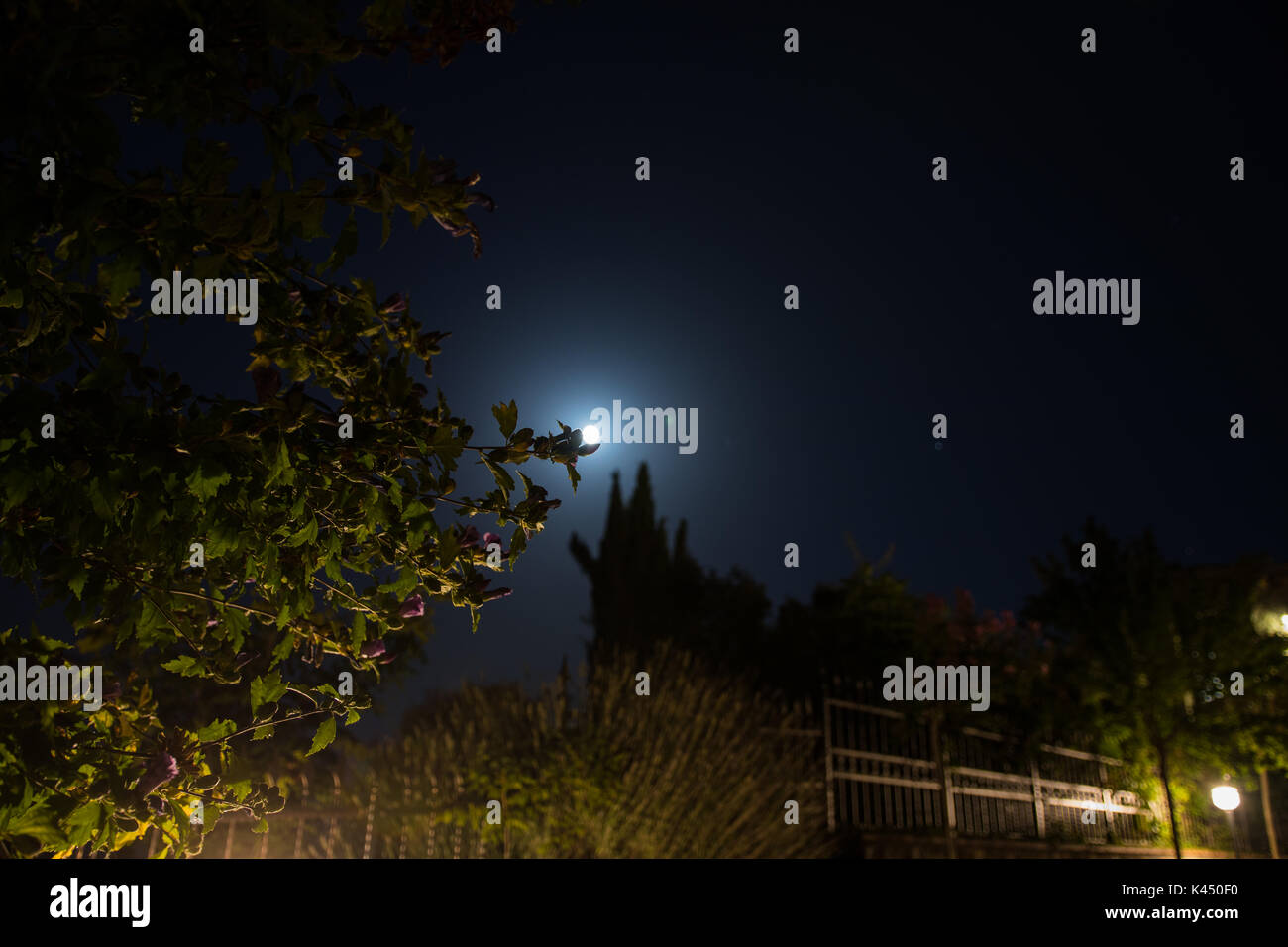 Moon flowers night hi-res stock photography and images - Alamy