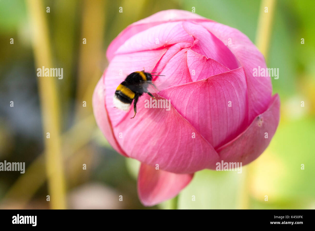 bee on lotus flower bud Stock Photo - Alamy