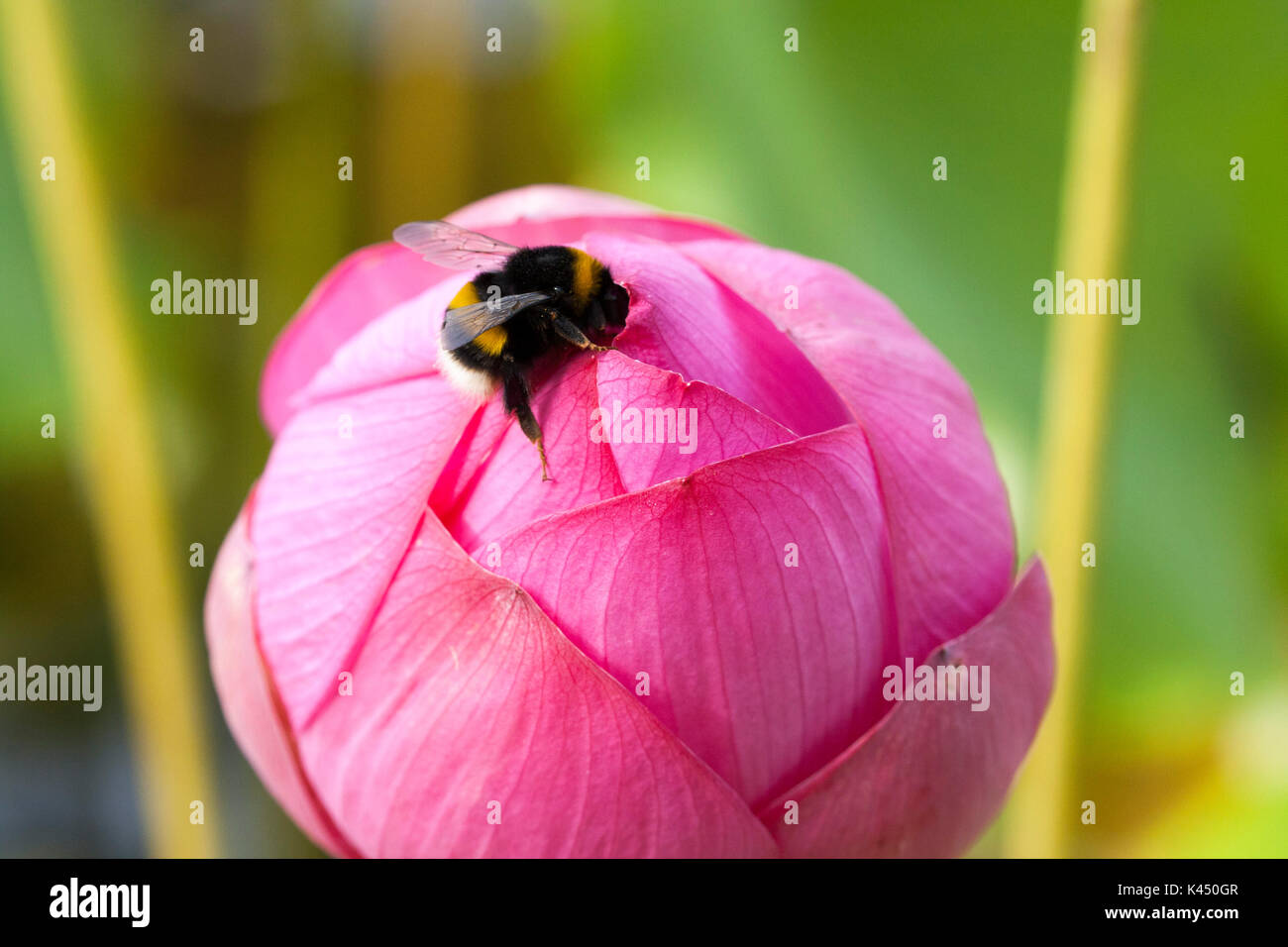 Closed lotus flower hi-res stock photography and images - Alamy