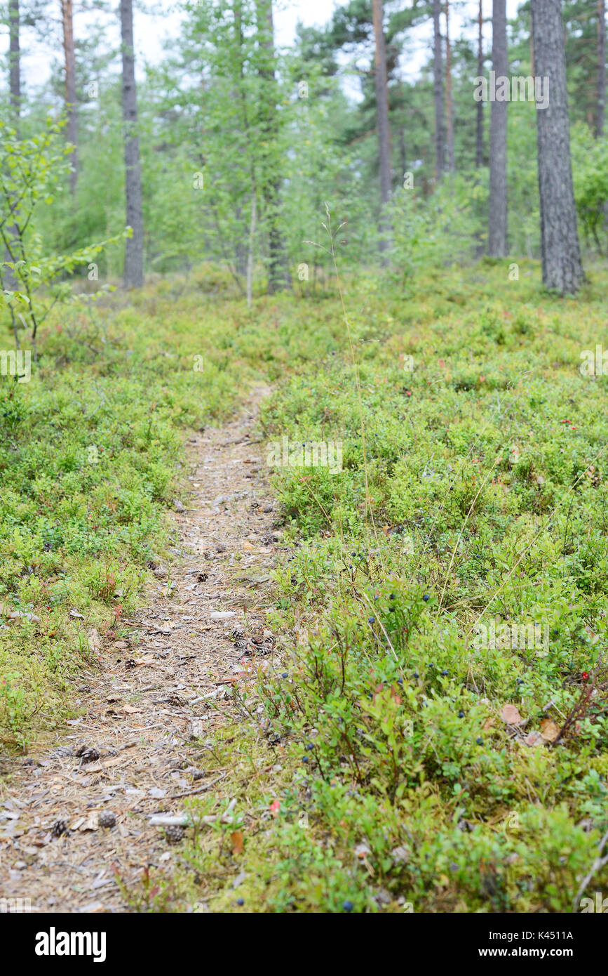 landscape with a path in the forest, blurred Stock Photo - Alamy