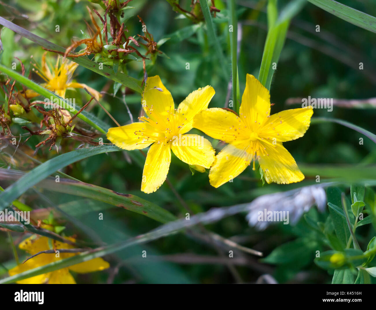 two yellow flower buds ground grass Perforate St John's-wort Hypericum ...