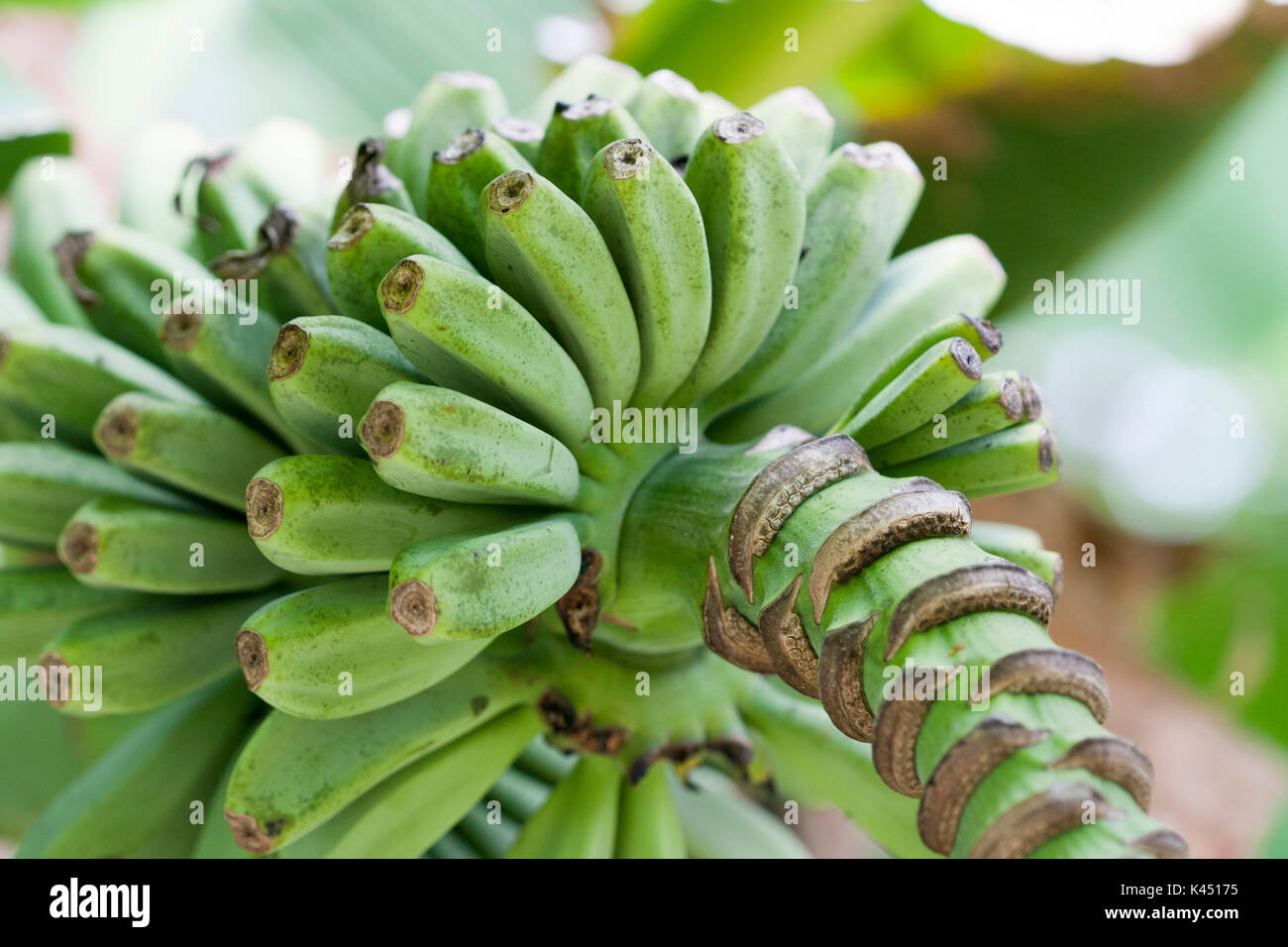 Pseudostem Stock Photos & Pseudostem Stock Images - Alamy