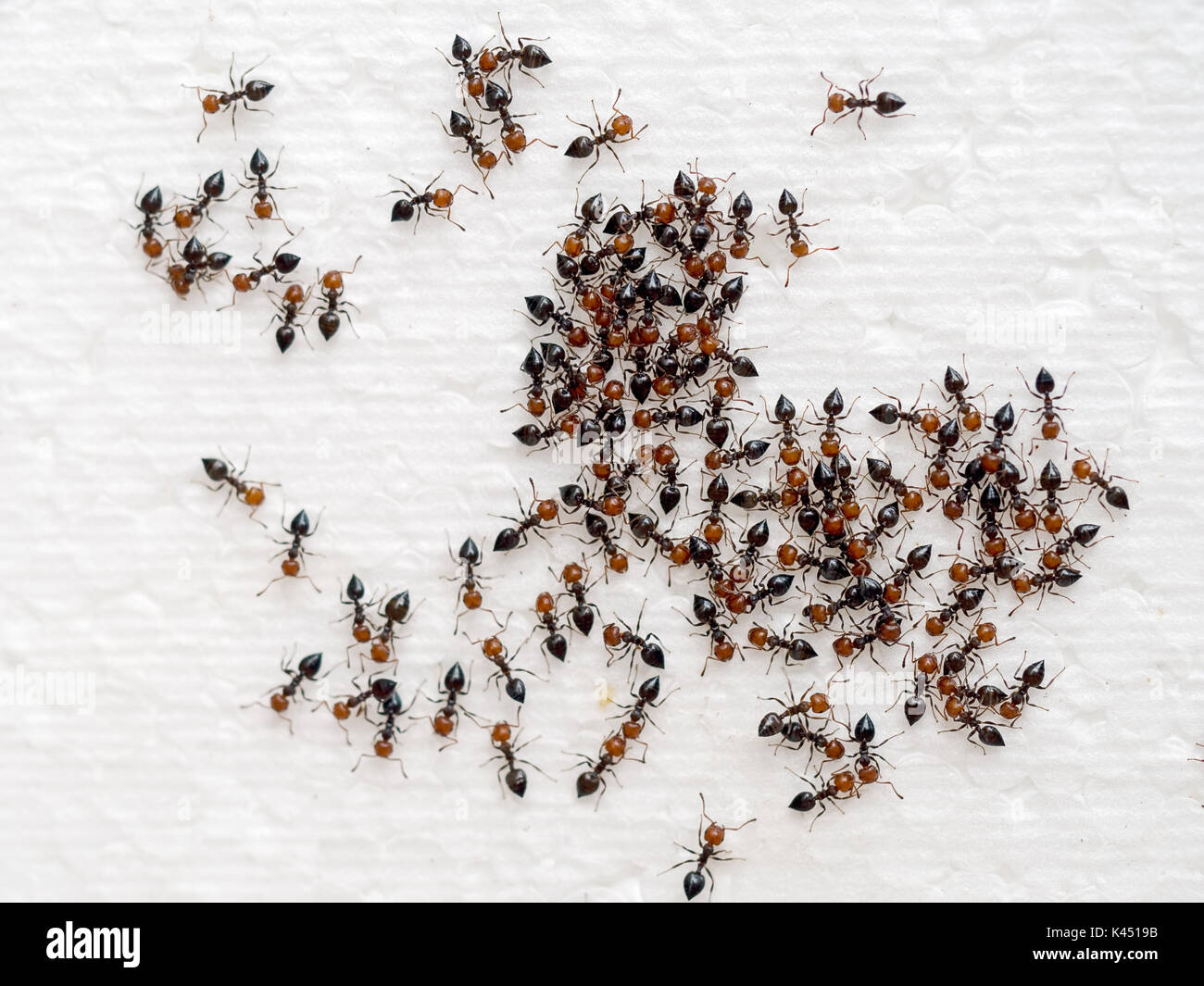 Abdomen pointed hi-res stock photography and images - Alamy