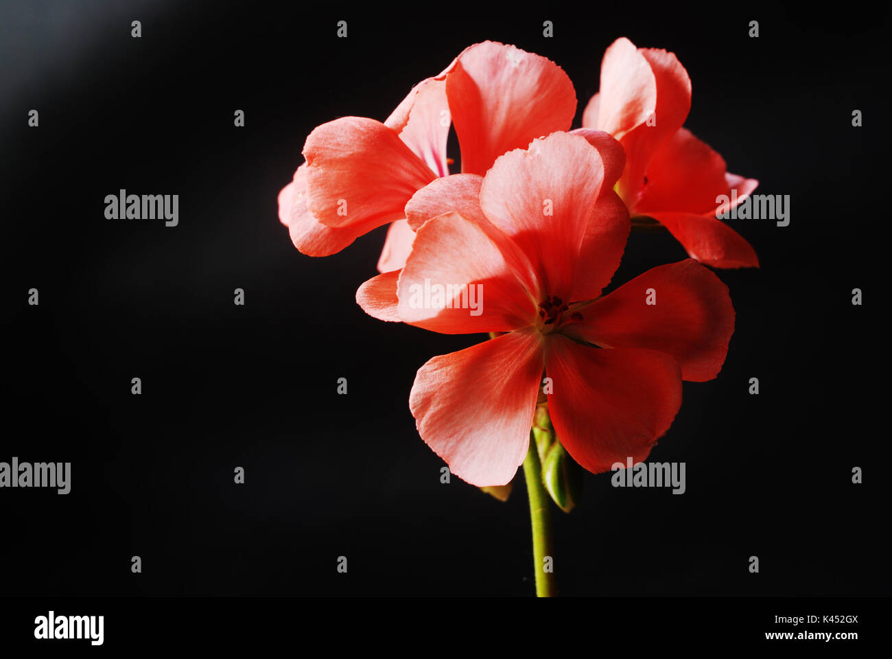 Dark red geranium hi-res stock photography and images - Alamy