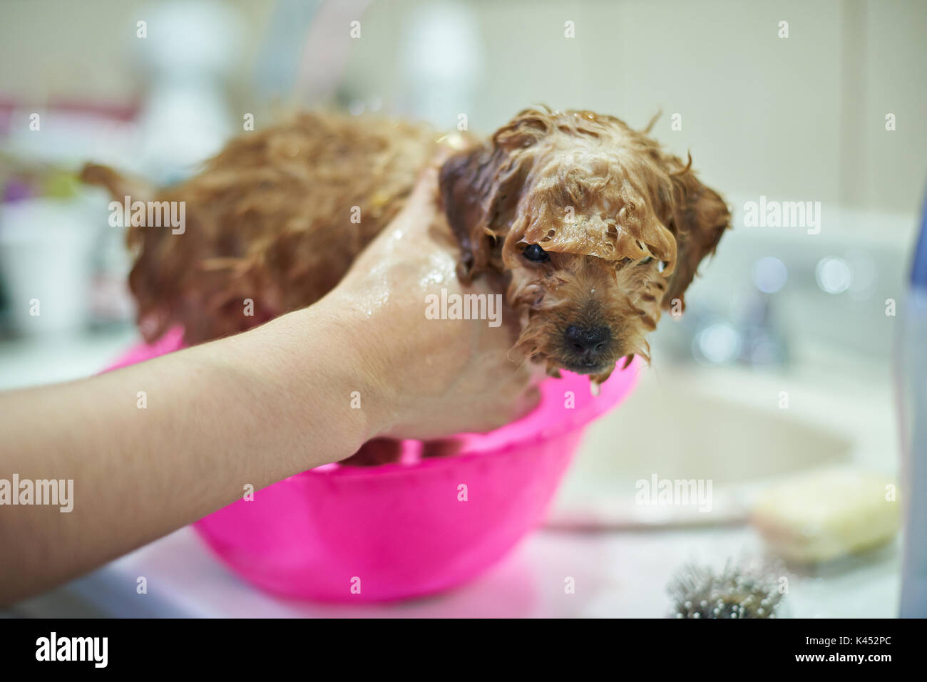 Washing small brown poodle puppy in bath Stock Photo - Alamy