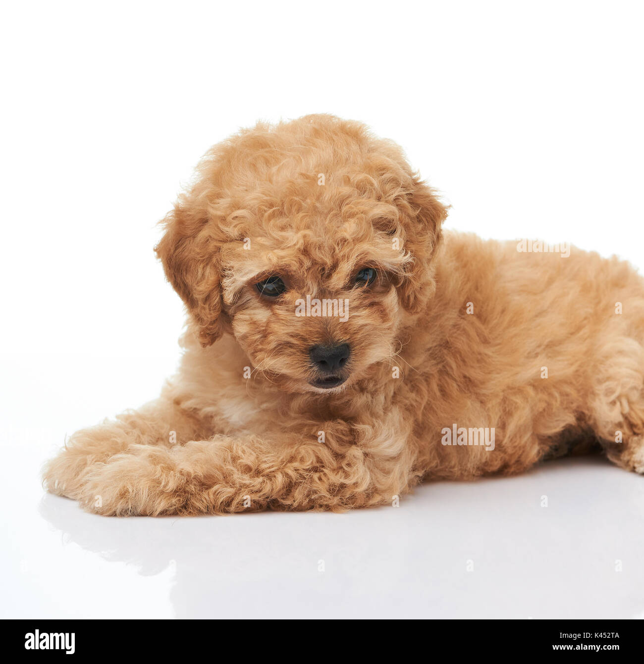One cute poodle puppy laying isolated on white background Stock Photo ...