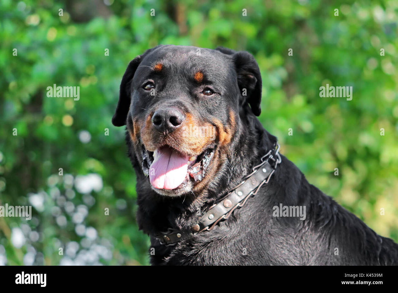 Beautiful Old Dog Rottweiler Stock Photo - Alamy