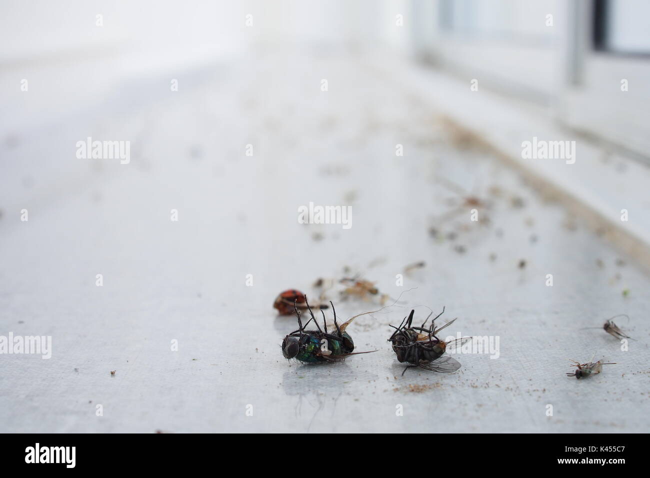 Dead fly art hi-res stock photography and images - Alamy