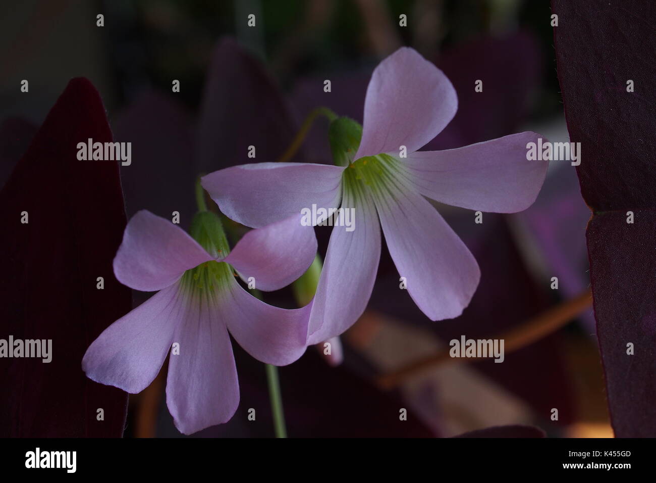 Two pink blooms on a red Oxalis Triangularis Stock Photo - Alamy