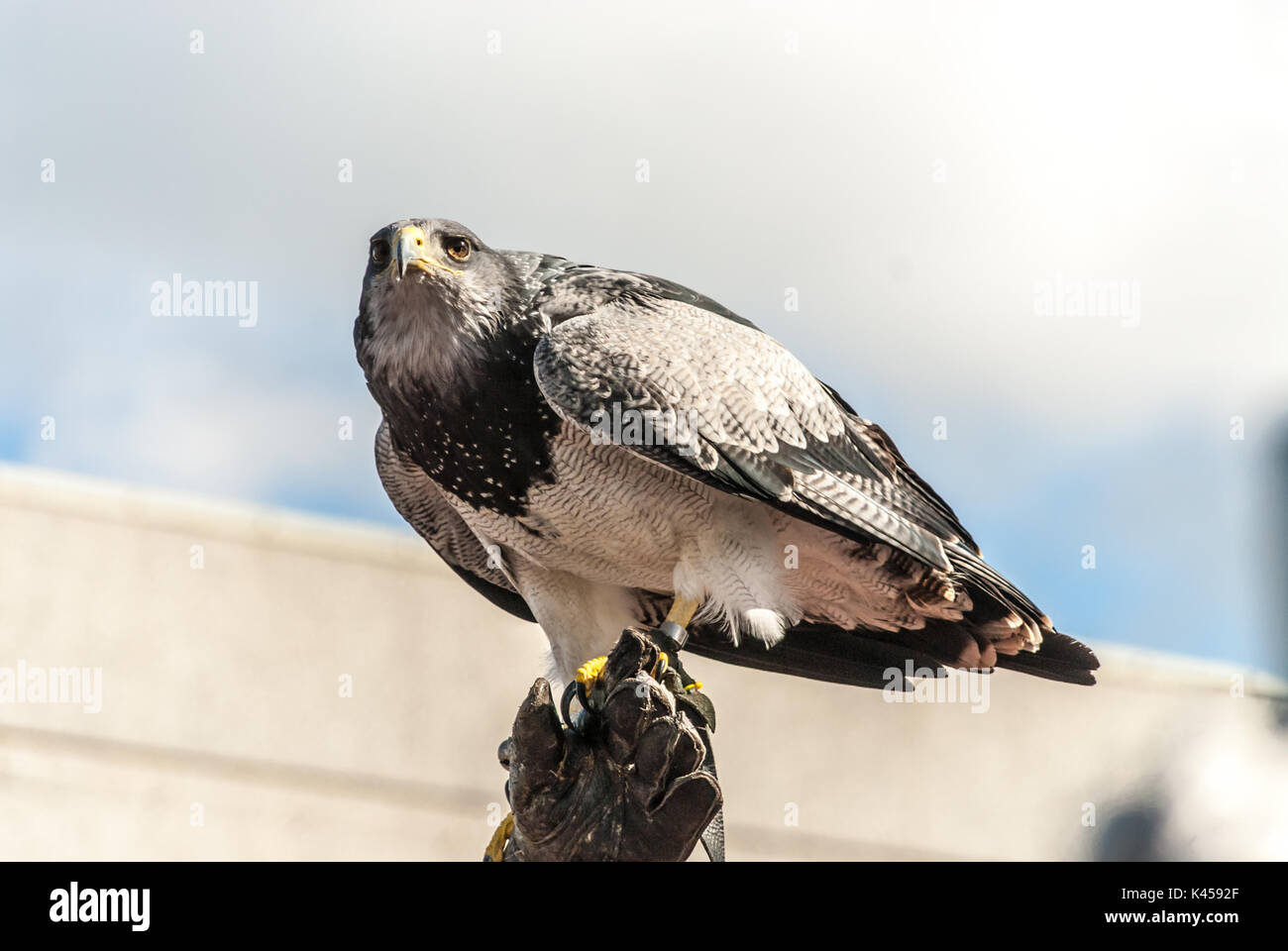 Man trained falcon with black and white Stock Photo - Alamy