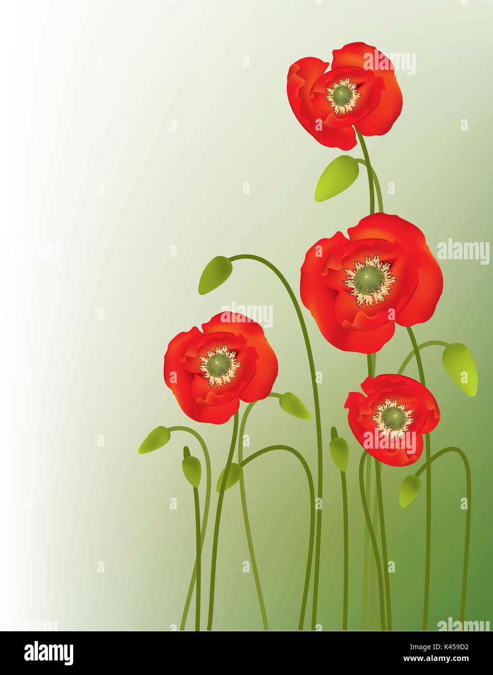 Beautiful poppies Stock Photo - Alamy