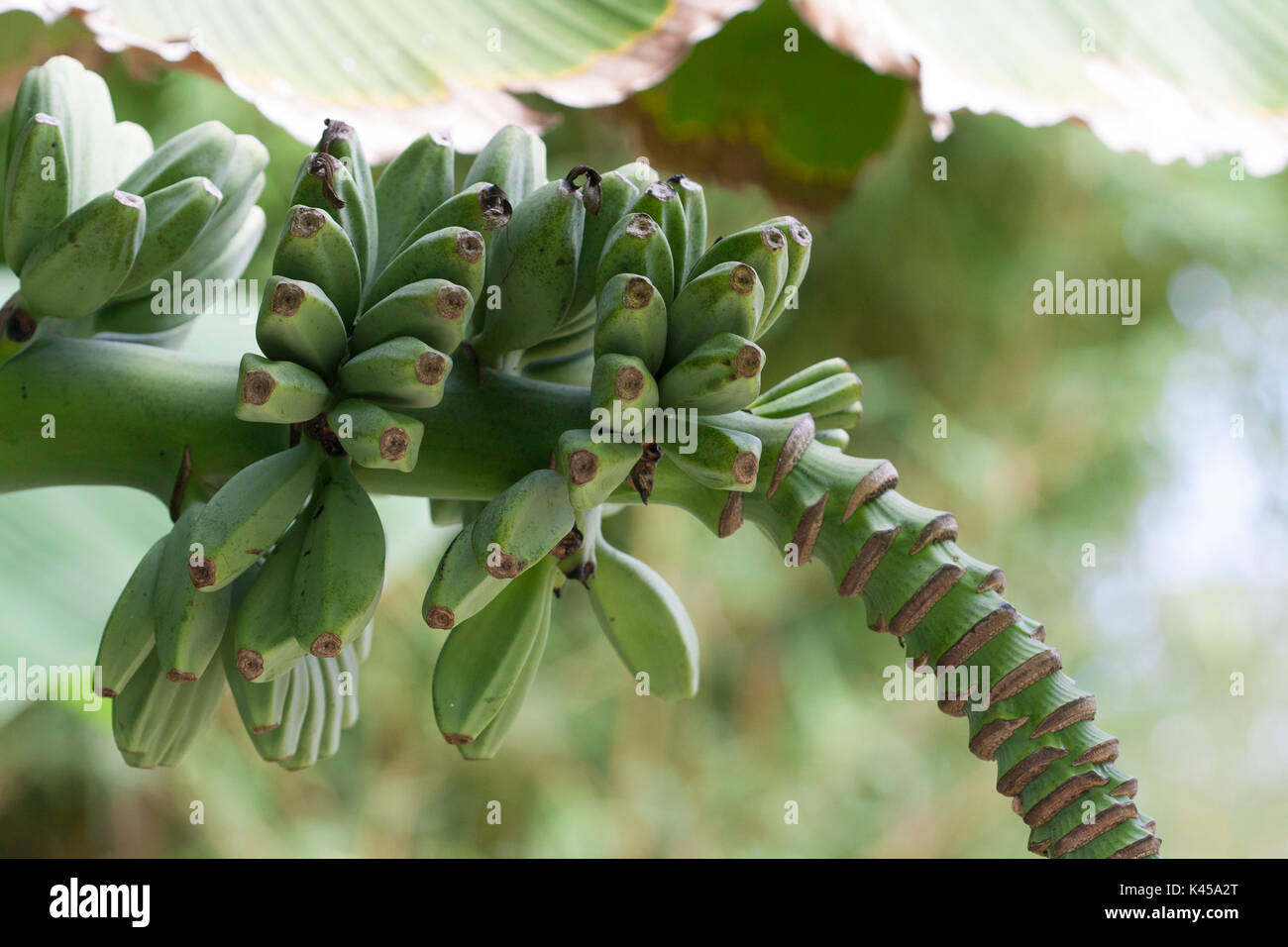 Pseudostem Stock Photos & Pseudostem Stock Images - Alamy