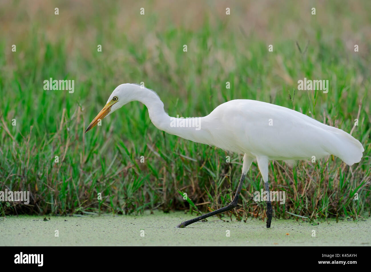 Intermediate Egret, Keoladeo Ghana national park, Rajasthan, India ...