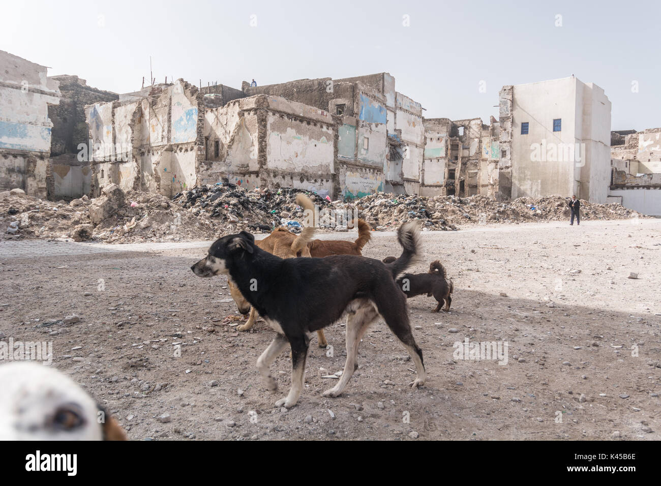 stray dogs, in slum, North Africa Stock Photo - Alamy