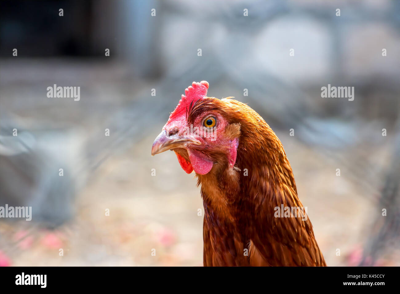 Portrait of a domestic chicken Stock Photo - Alamy