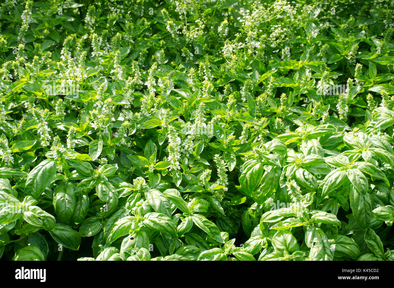 large planting of basil being grown Stock Photo - Alamy