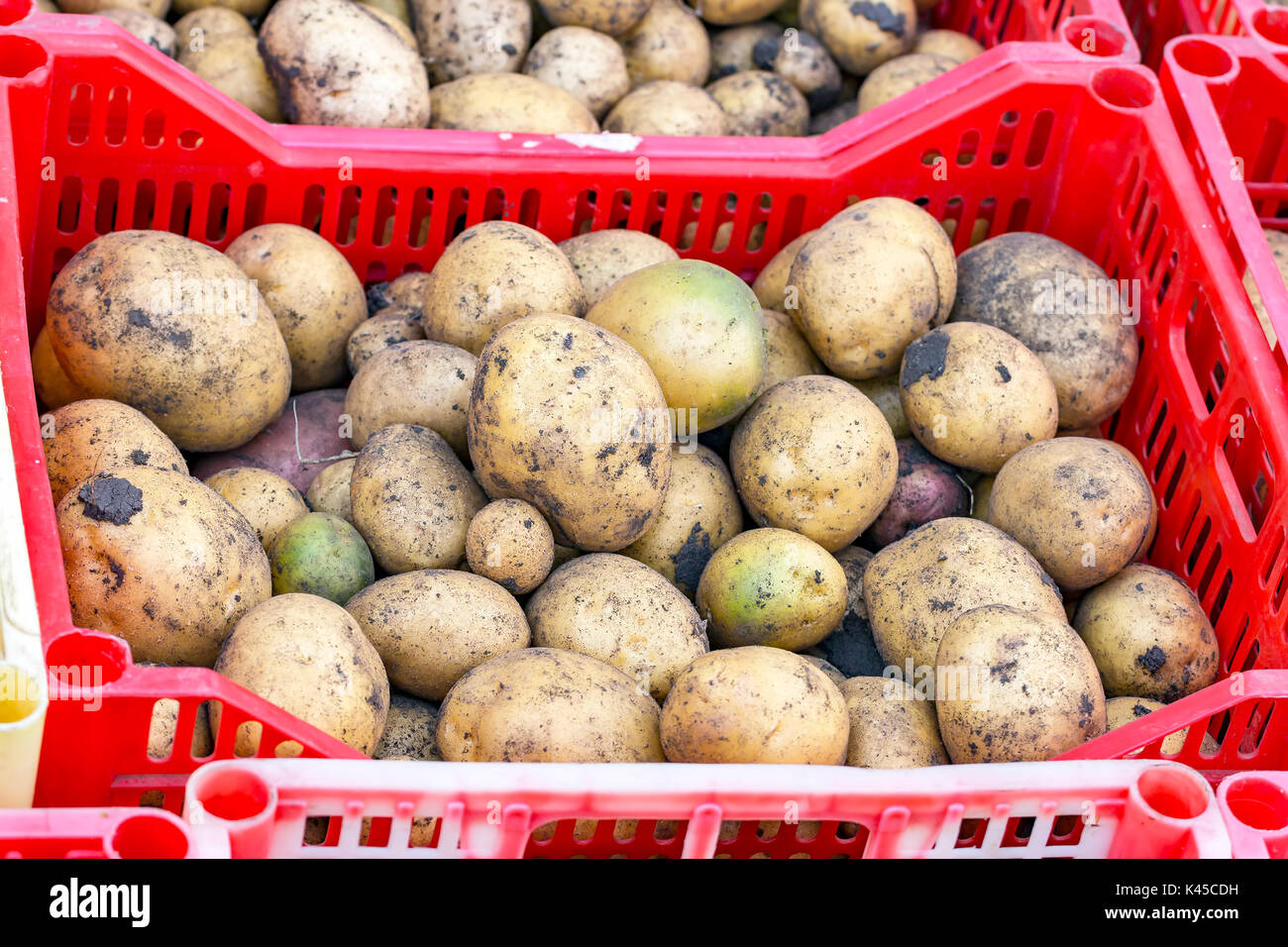 Grow potatoes in sack hi-res stock photography and images - Alamy