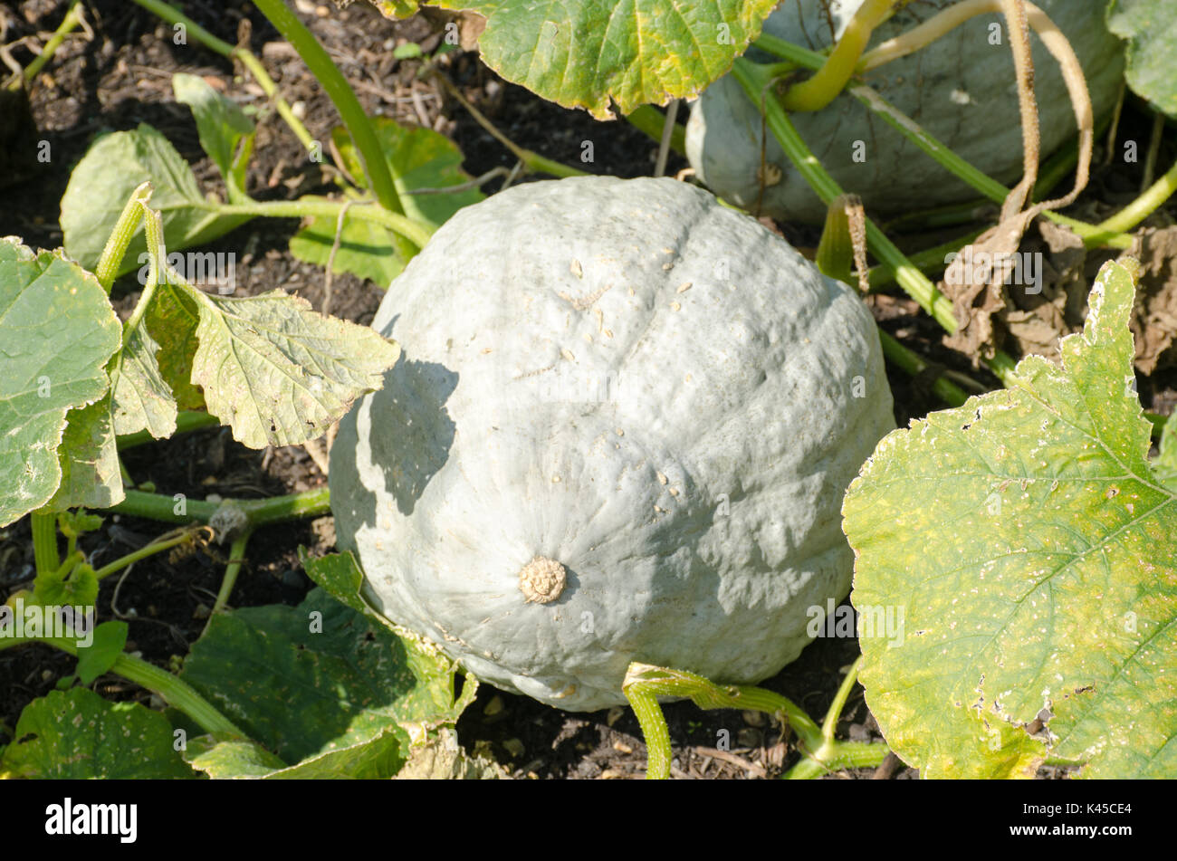 Large pumpkin growing hi-res stock photography and images - Alamy