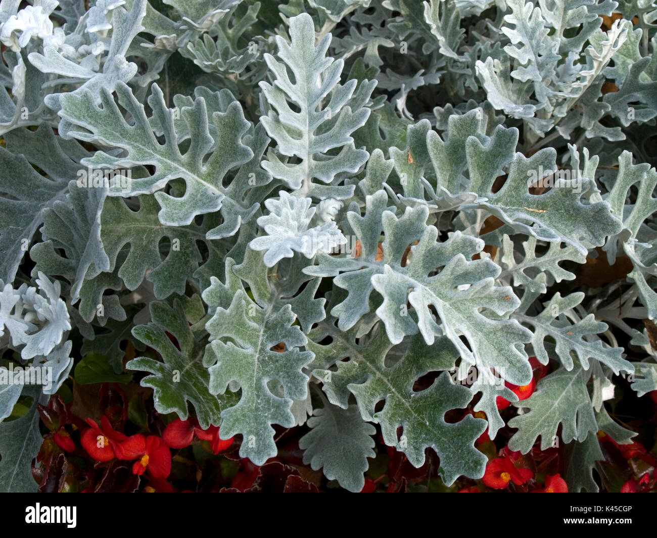 Senecio cineraria "Silver Dust" shrub Stock Photo - Alamy
