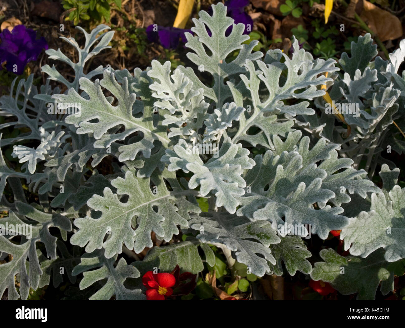 Senecio cineraria "Silver Dust" shrub Stock Photo - Alamy