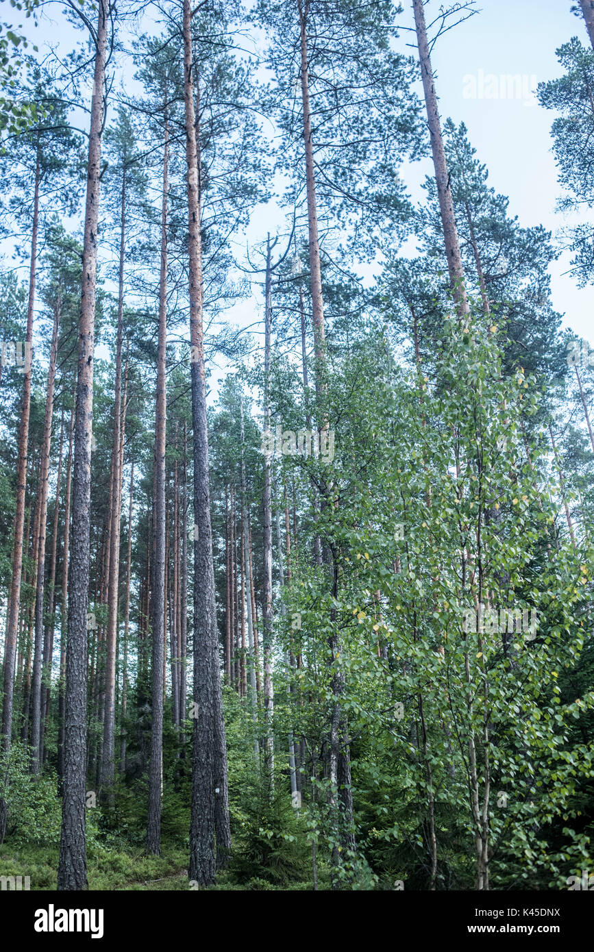 Teijo national park south finland teijo national park is a hi-res stock ...