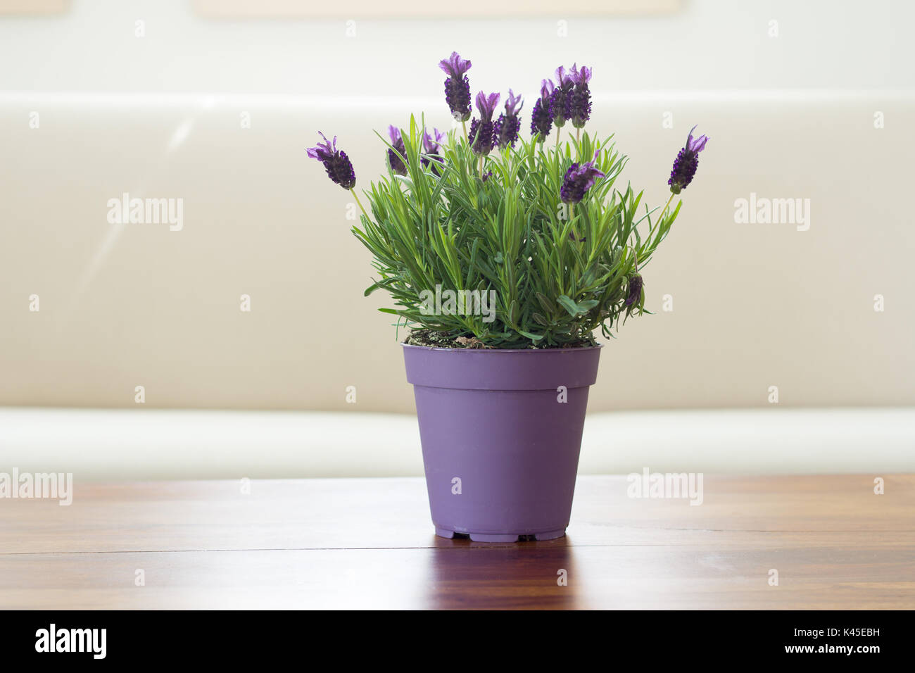 Lavender Plant Pot Stock Photos & Lavender Plant Pot Stock Images - Alamy