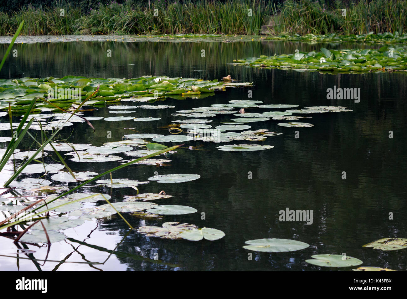 Floating Leaves of Water Lilies in a Pond, Water Surface, Lily Pads, Pond, A Place to Fish, Duck ...