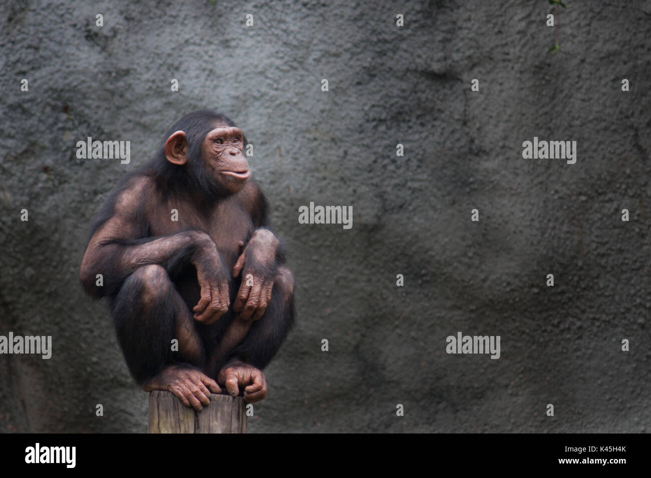 Young chimpanzee alone portrait, sitting crouching on a piece of wood ...