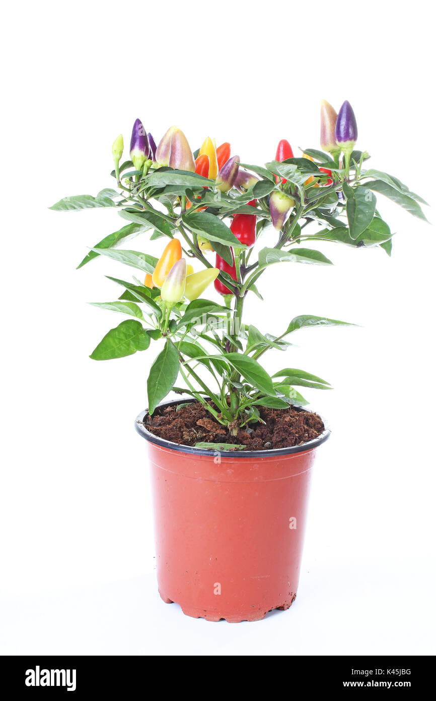 Mini chili tree bush. Purple yellow red orange color chilies. Colorful ...