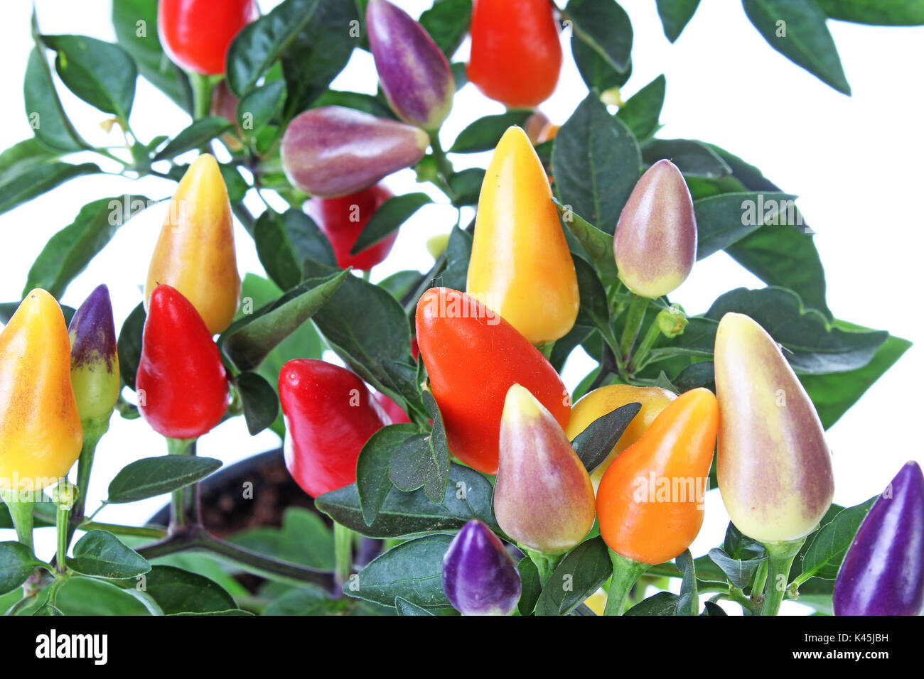 Mini chili tree bush. Purple yellow red orange color chilies. Colorful ...