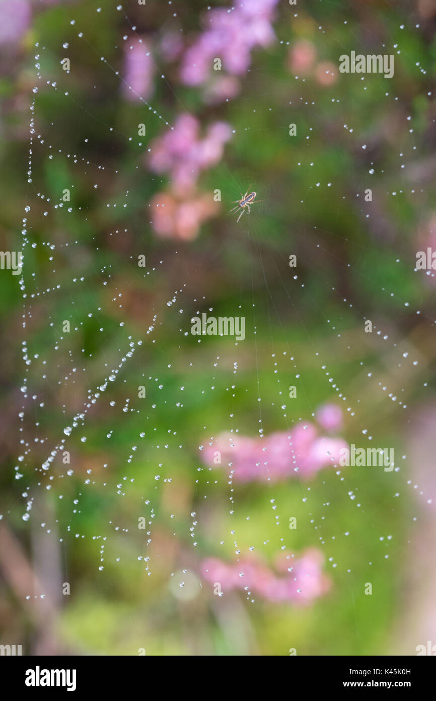 Spiders Web With Raindrops High Resolution Stock Photography and Images ...