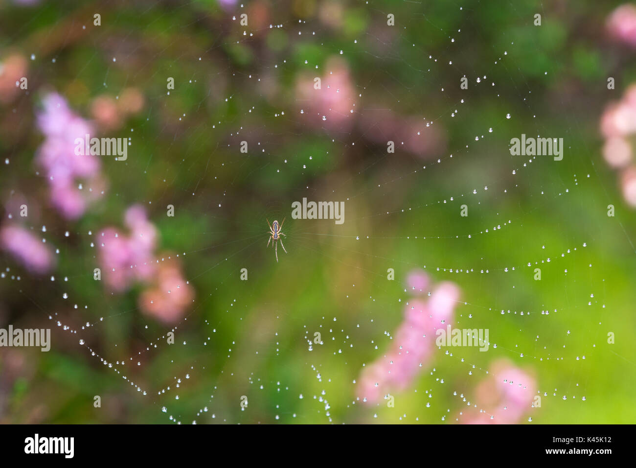 Spiders web with raindrops hi-res stock photography and images - Alamy