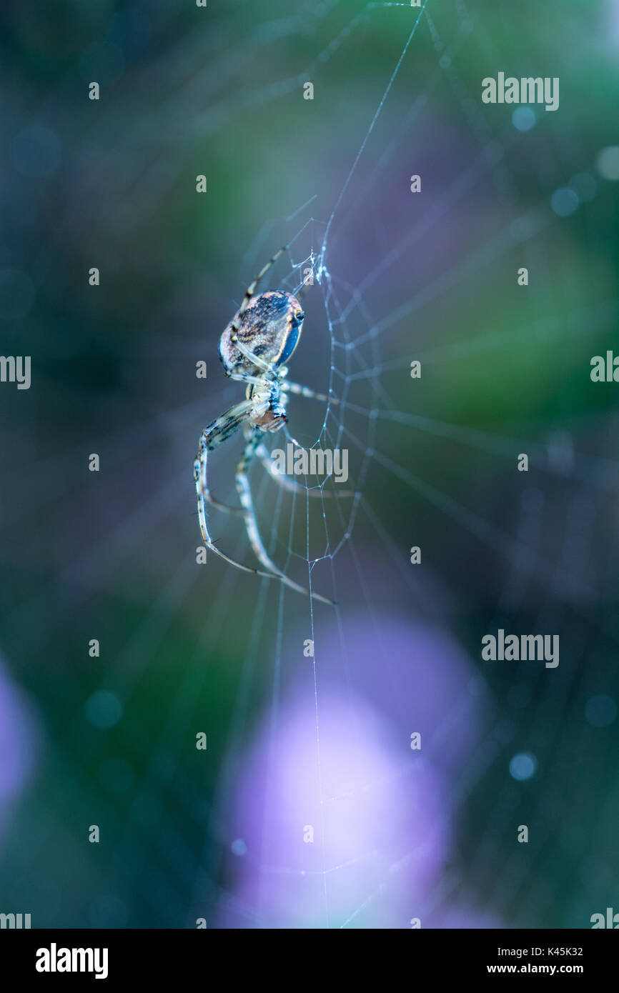 Spider on web covered in raindrops Stock Photo - Alamy