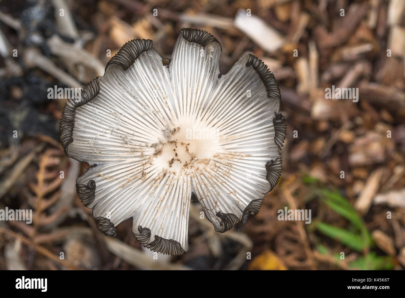 Coprinopsis Lagopus