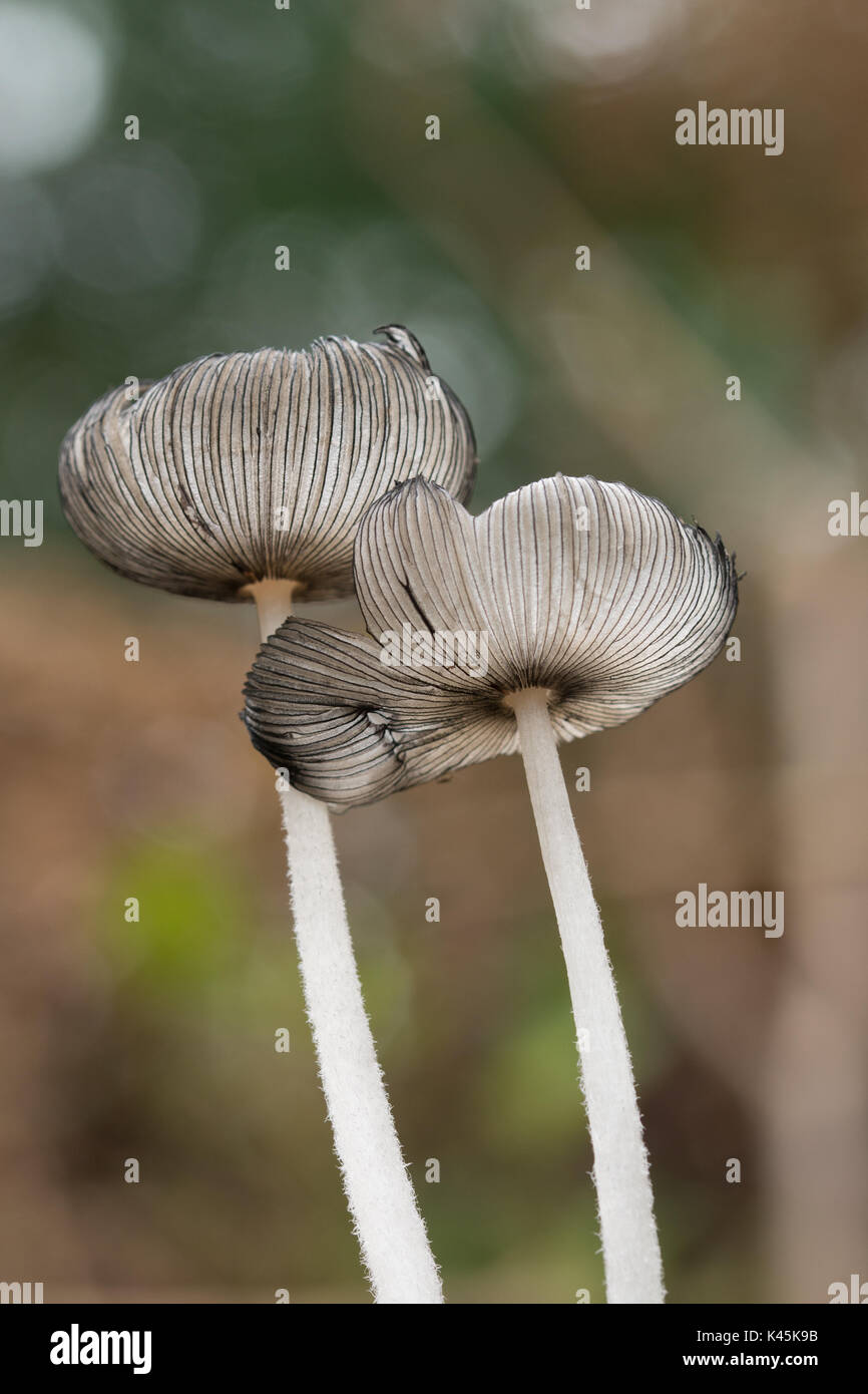 Tall toadstools hi-res stock photography and images - Alamy