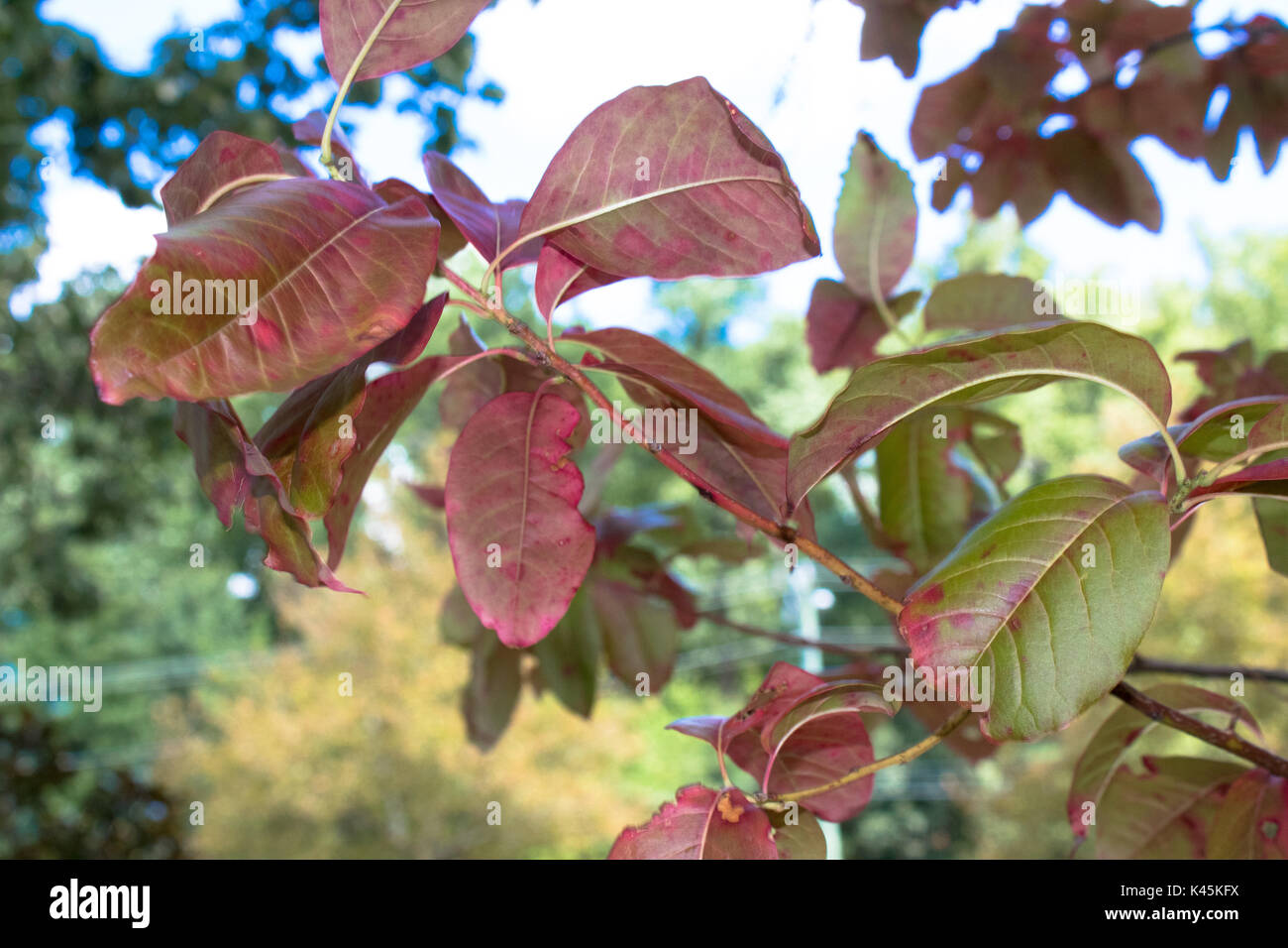 Shiny oval leaves hi-res stock photography and images - Alamy