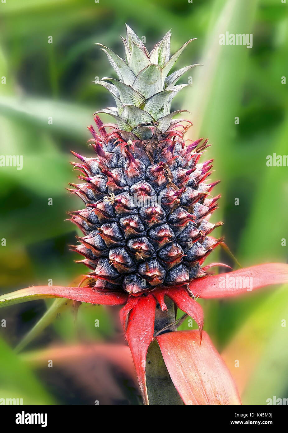 Seed bearing spike hi-res stock photography and images - Alamy