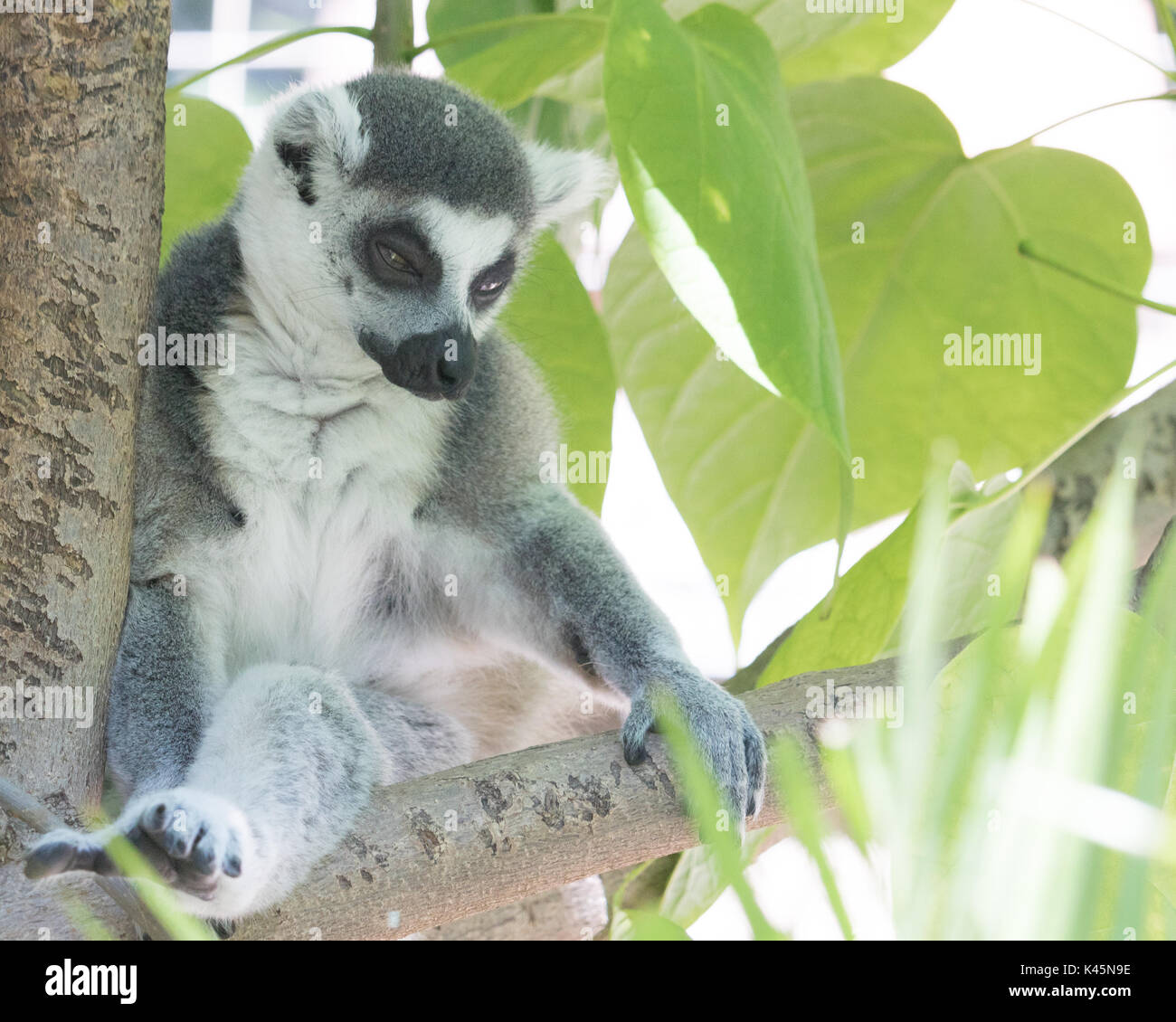 Madagascar lemur, bright orange eyes, looks sleepy or hungover, green ...