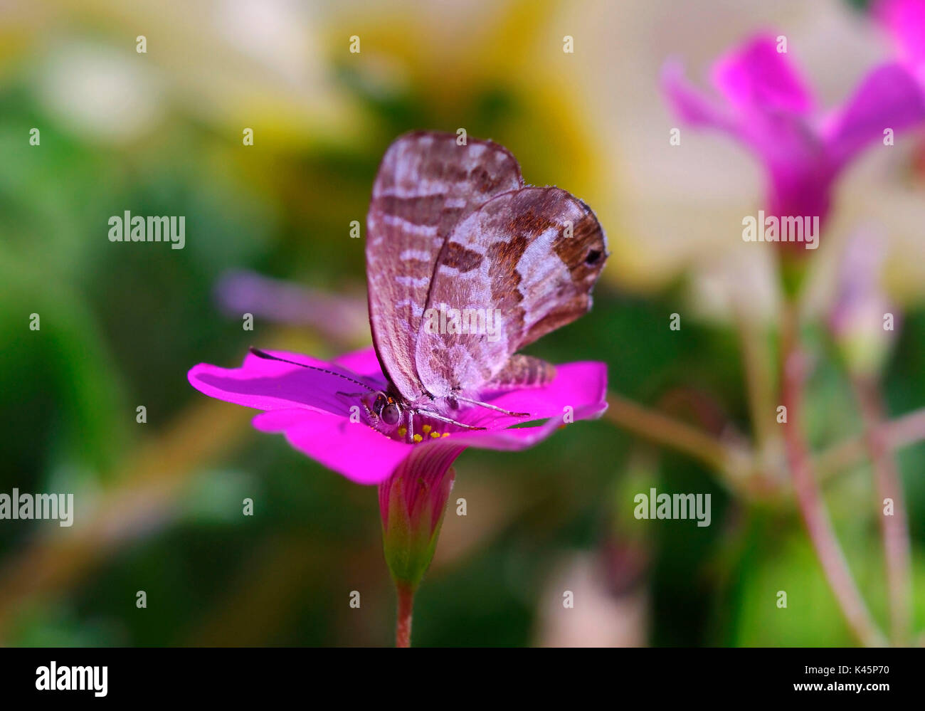 Marshalli butterfly hi-res stock photography and images - Alamy