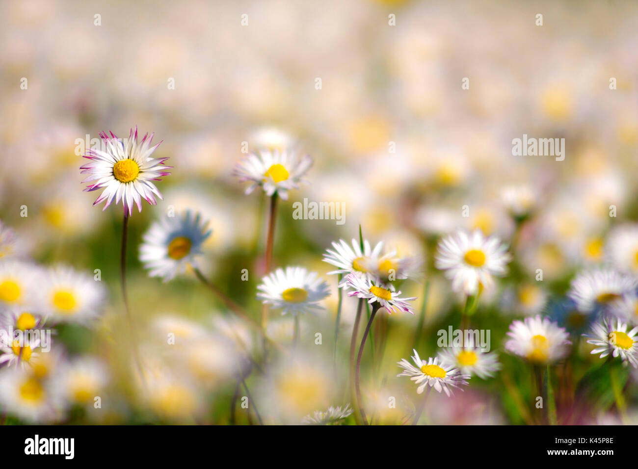 Field field of daisies hi-res stock photography and images - Alamy