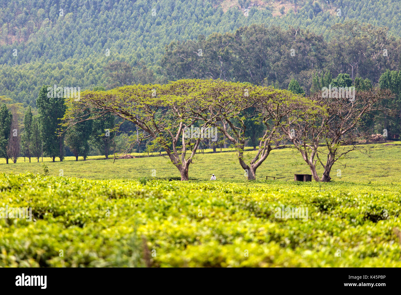 Central Africa, Malawi, Blantyre district. Tea farms Stock Photo - Alamy