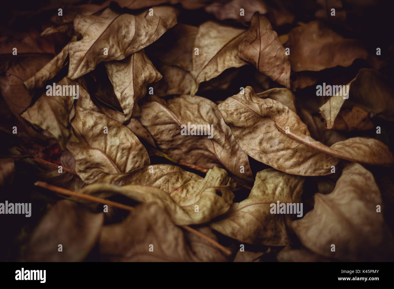 Old leaf hi-res stock photography and images - Alamy