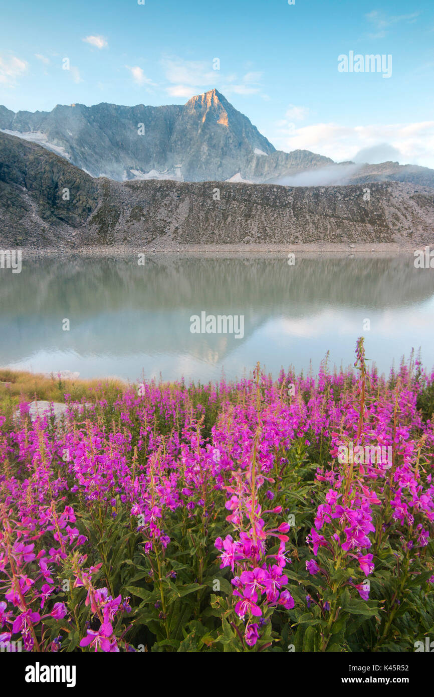 Adamello mount reflected in venerocolo lake at sunrise temu hi-res ...