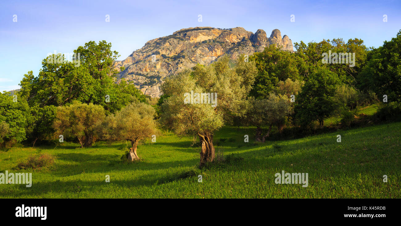 Cimina hi-res stock photography and images - Alamy