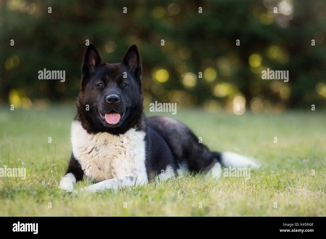 American akita hi-res stock photography and images - Alamy